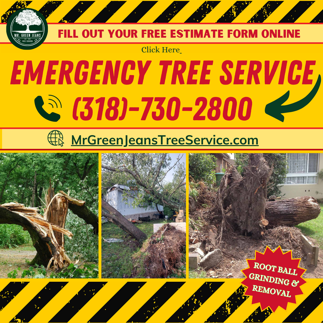 Tree Removal Services Alexandria, LA | FREE ASSESSMENT
